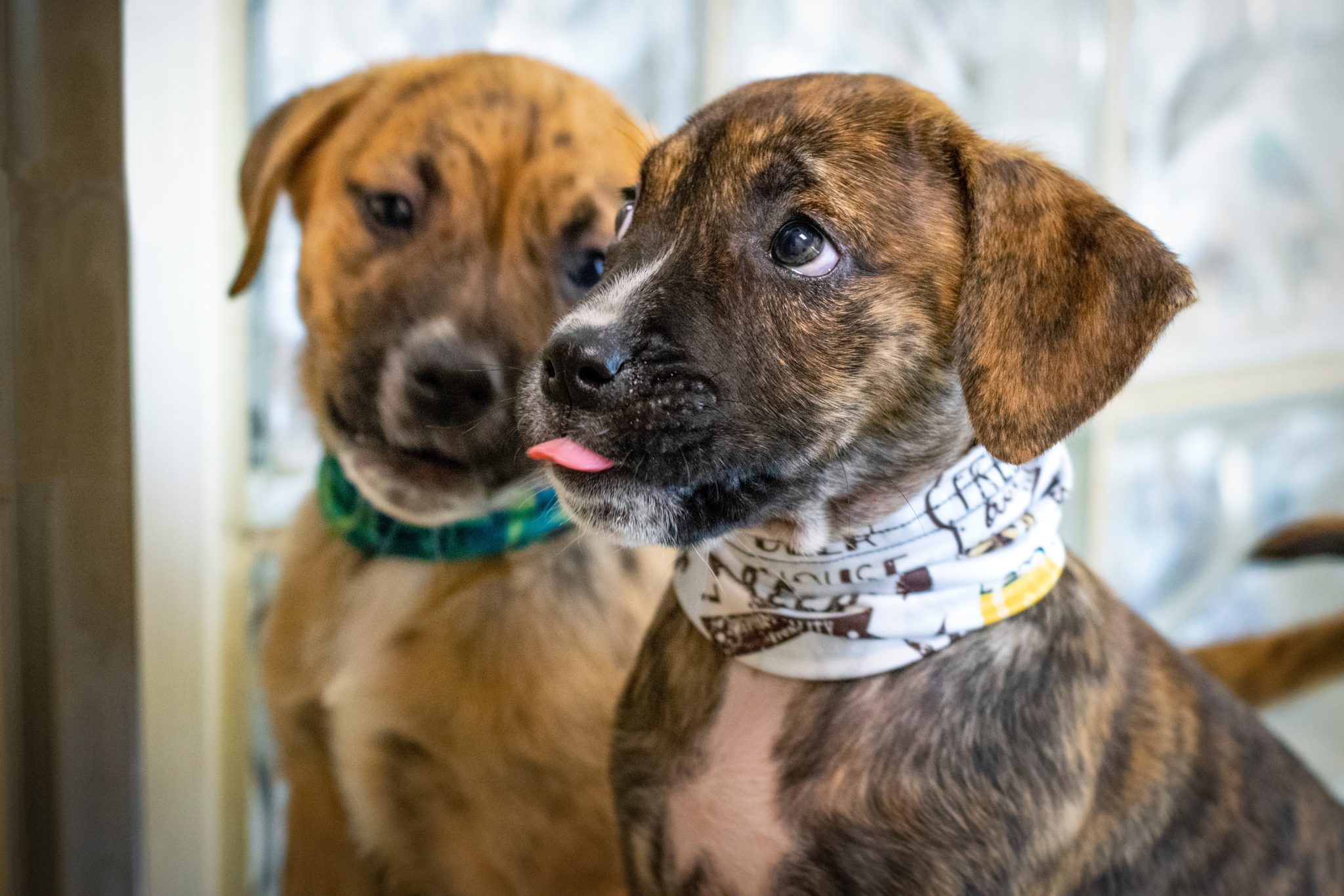 Humane Society of North Central Florida Needs Fosters During COVID-19